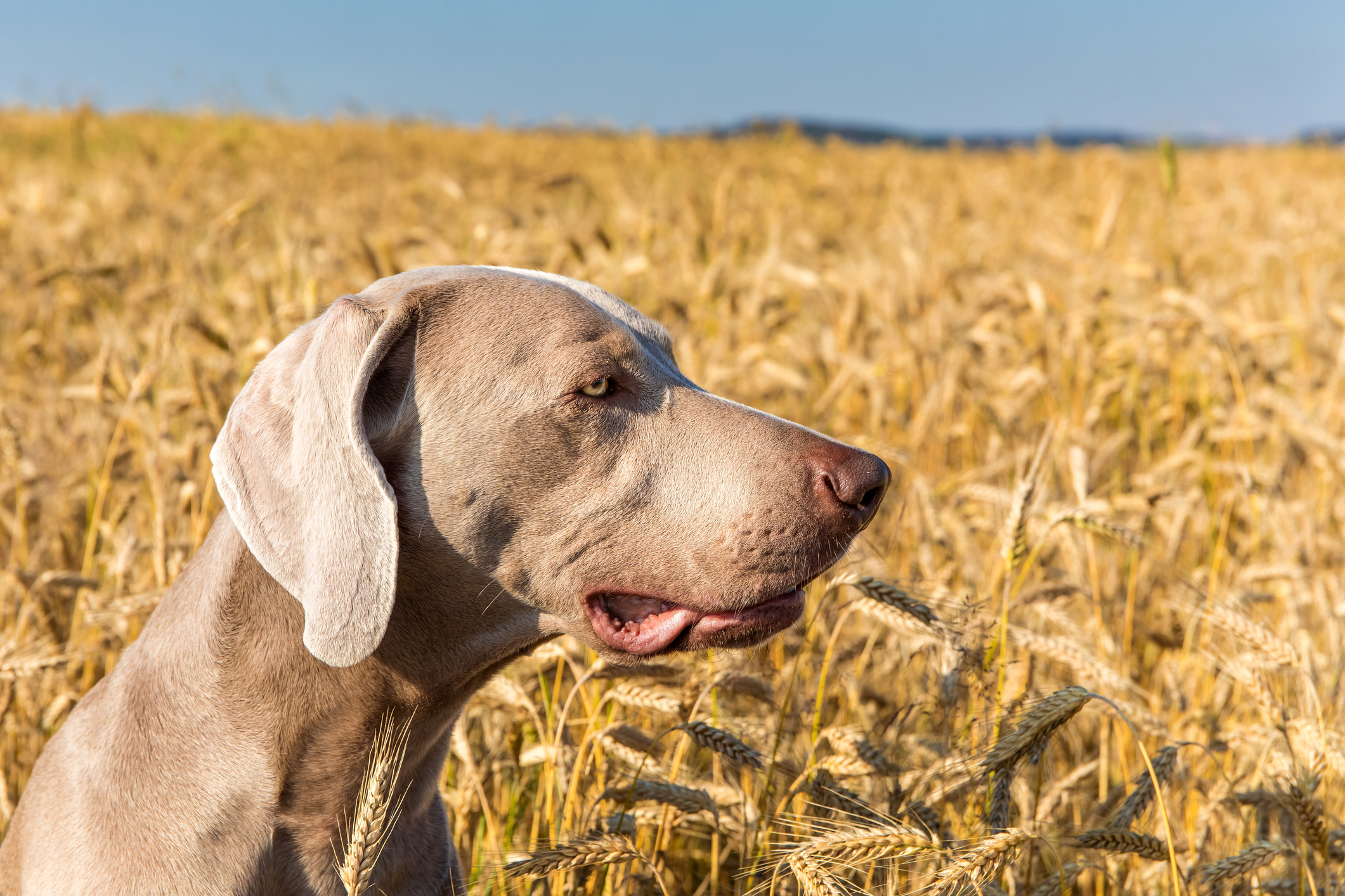 Weimaraner Dog Breed Information & Characteristics