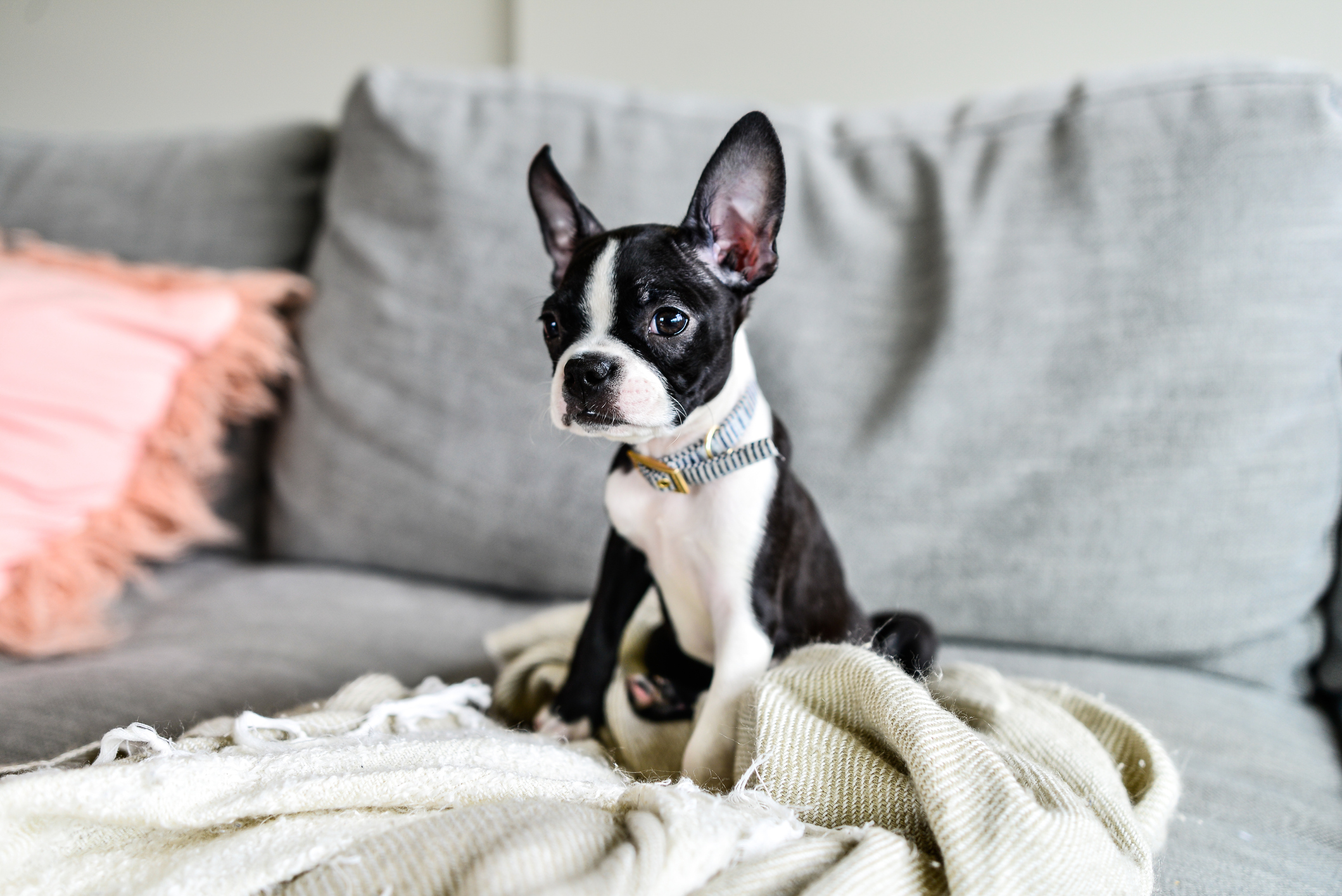 Boston Terrier Dog Breed Information & Characteristics
