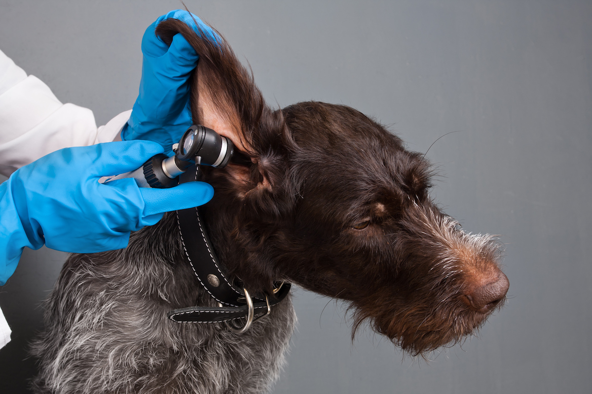 Congenital Sensorineural Deafness in Dogs: Symptoms, Causes, & Treatments
