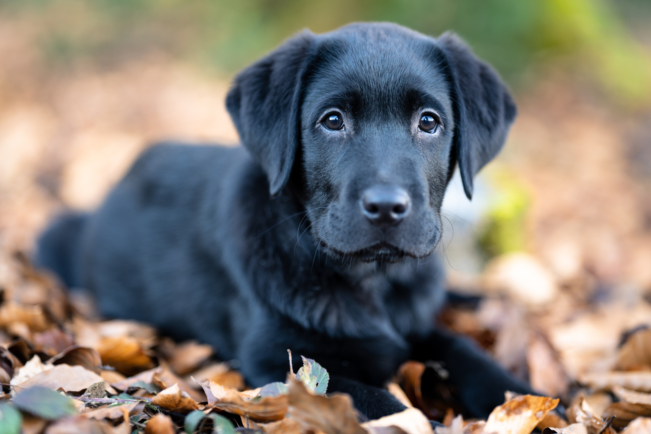 Labrador Retriever Dog Breed Information & Characteristics