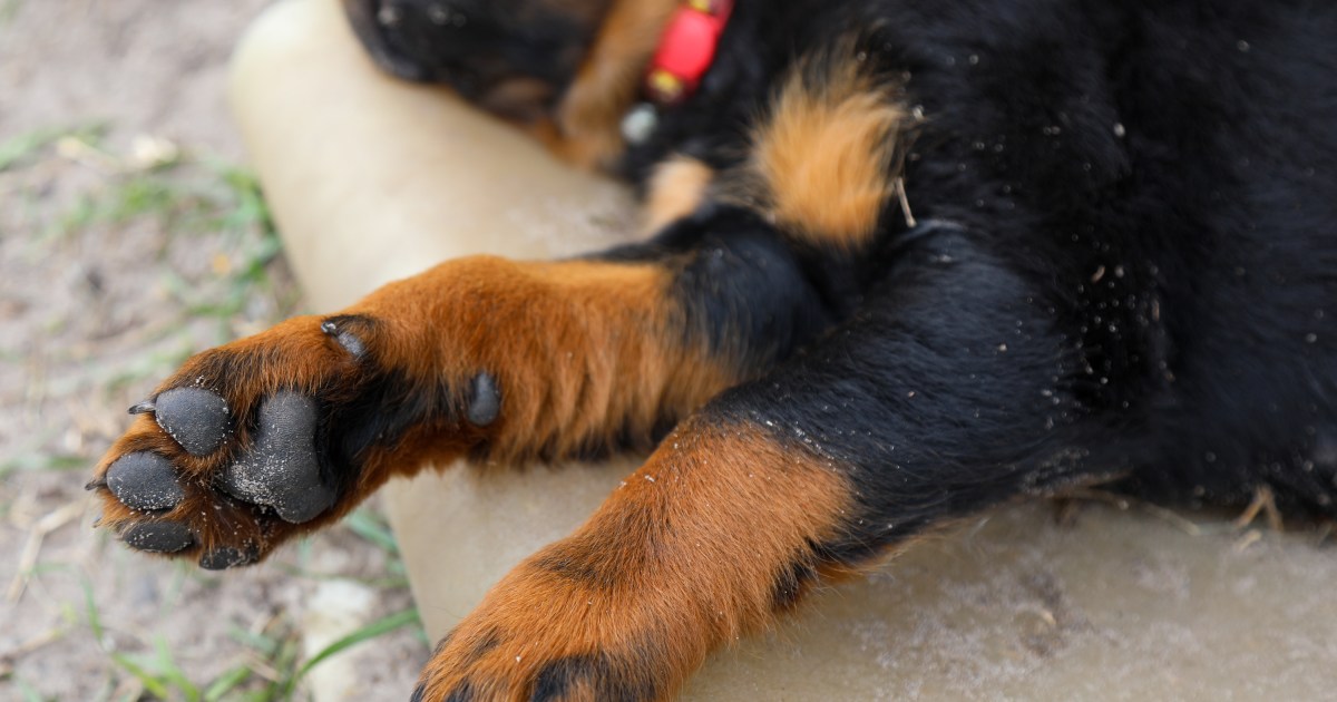 Wisconsin Family Finds Rottweiler Shot to Death on Farm