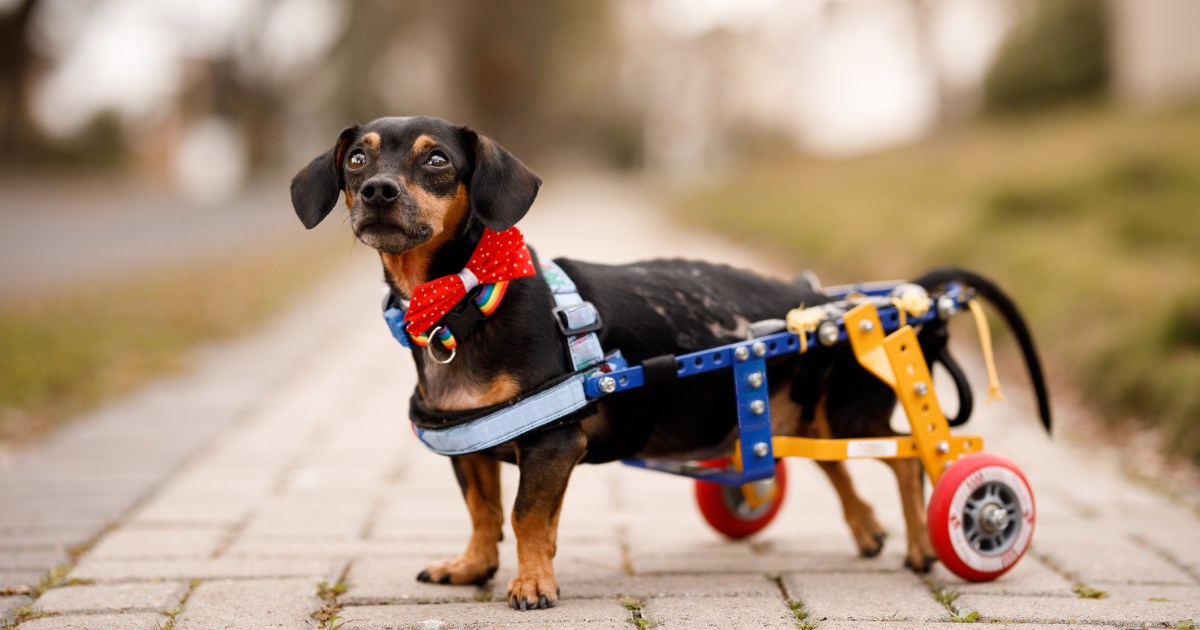 Utah Pet Parent Raises Awareness About Disabled Dogs