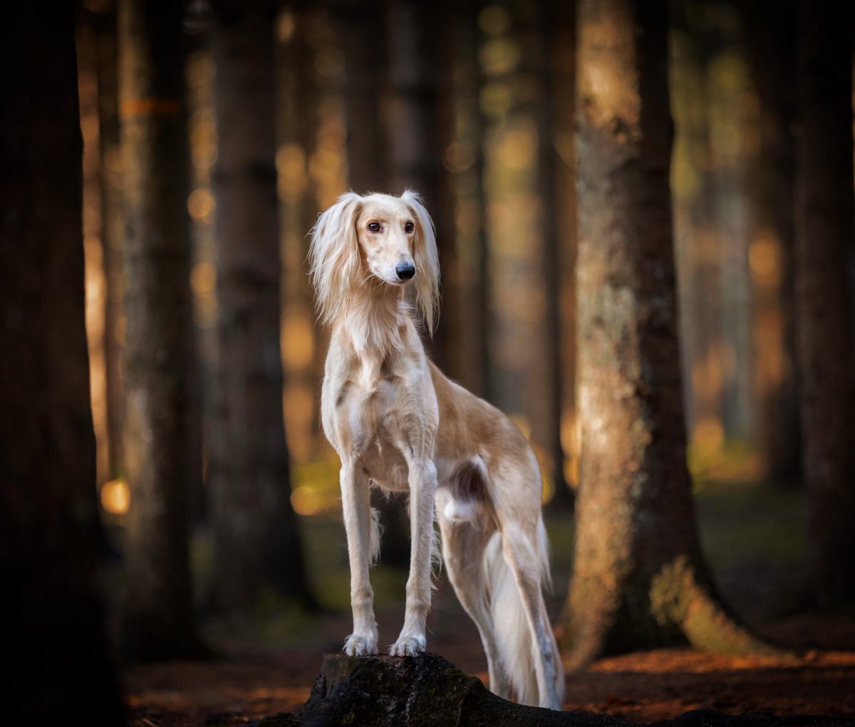 Saluki Dog Breed Information & Characteristics