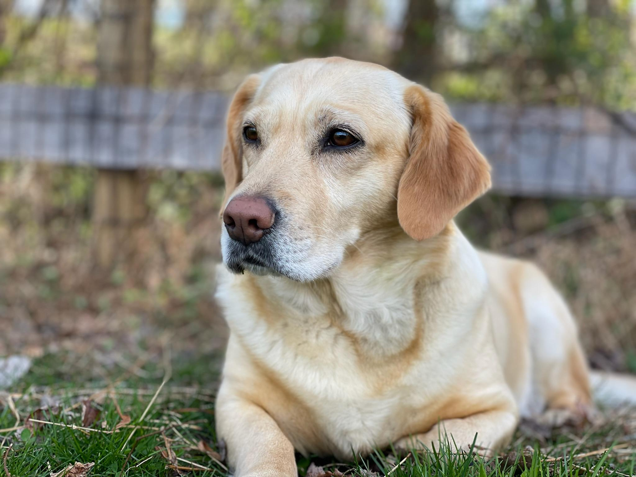 Labrador Retriever Dog Breed Information & Characteristics