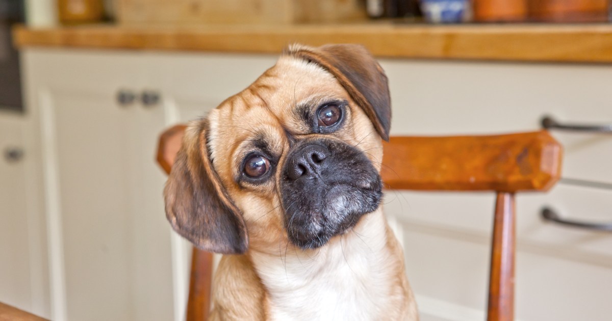 Pugalier Dog Breed Information & Characterisitics