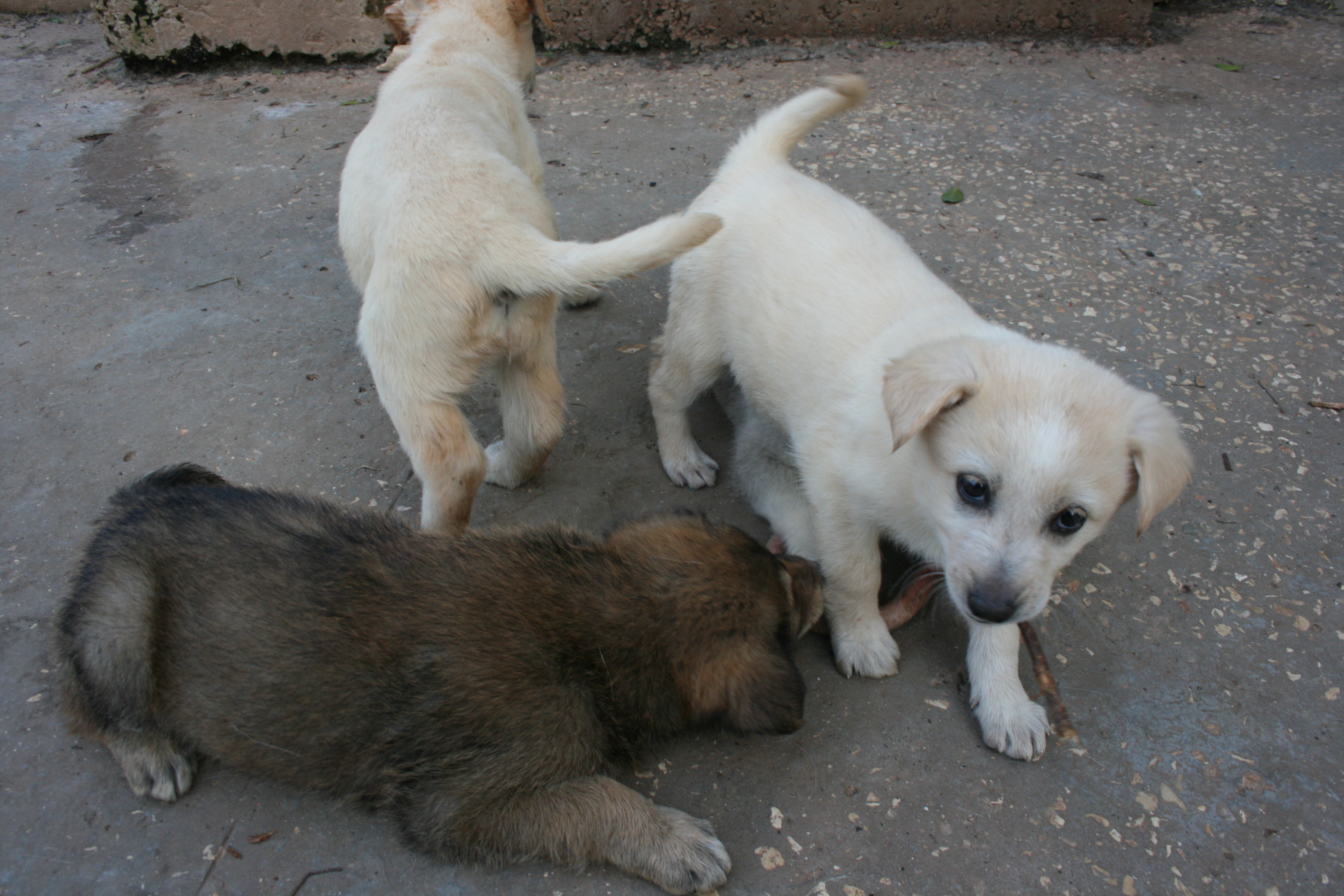 Canaan Dog Breed Information & Characteristics