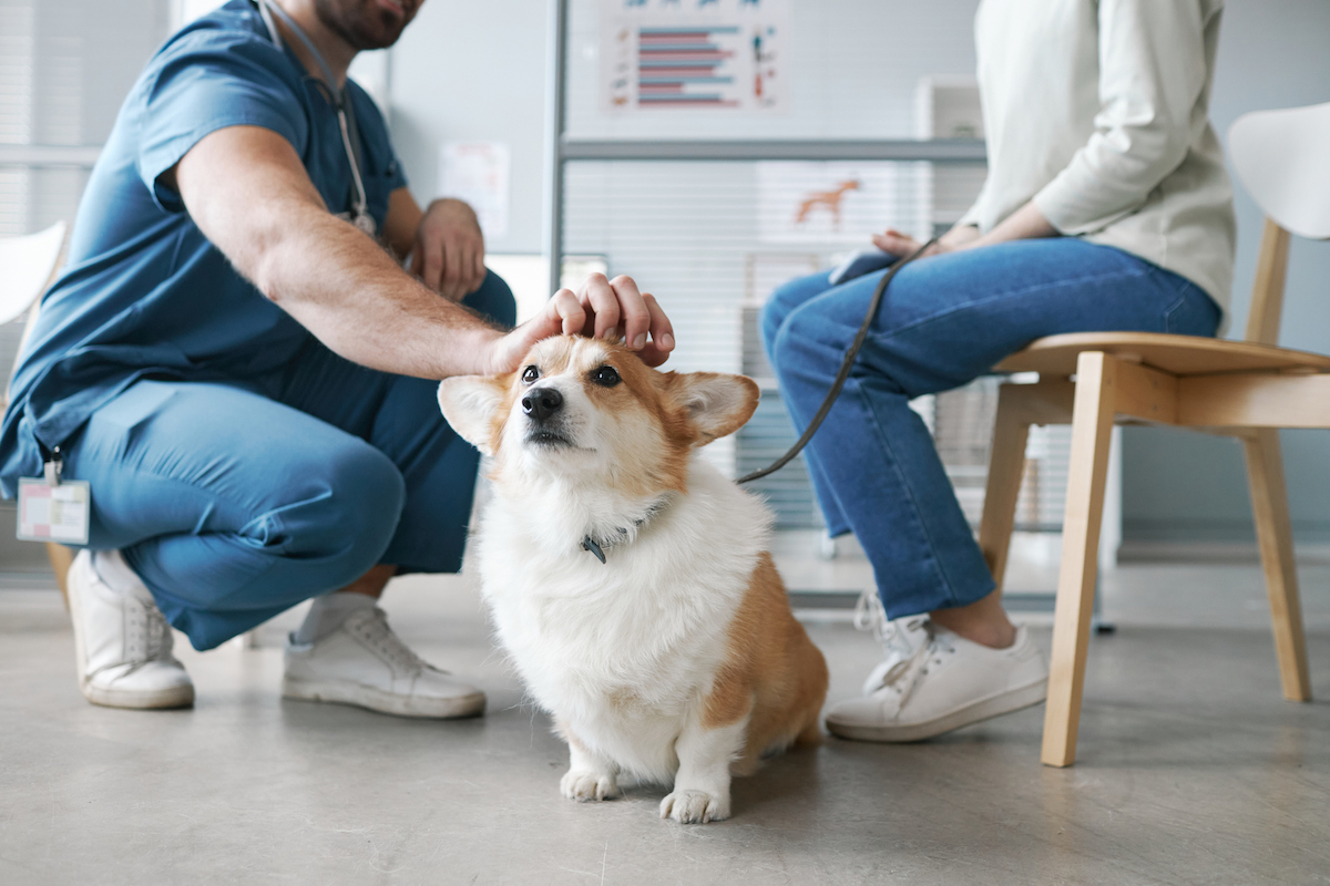 Chondrodystrophy in Dogs: Symptoms, Causes, & Treatments