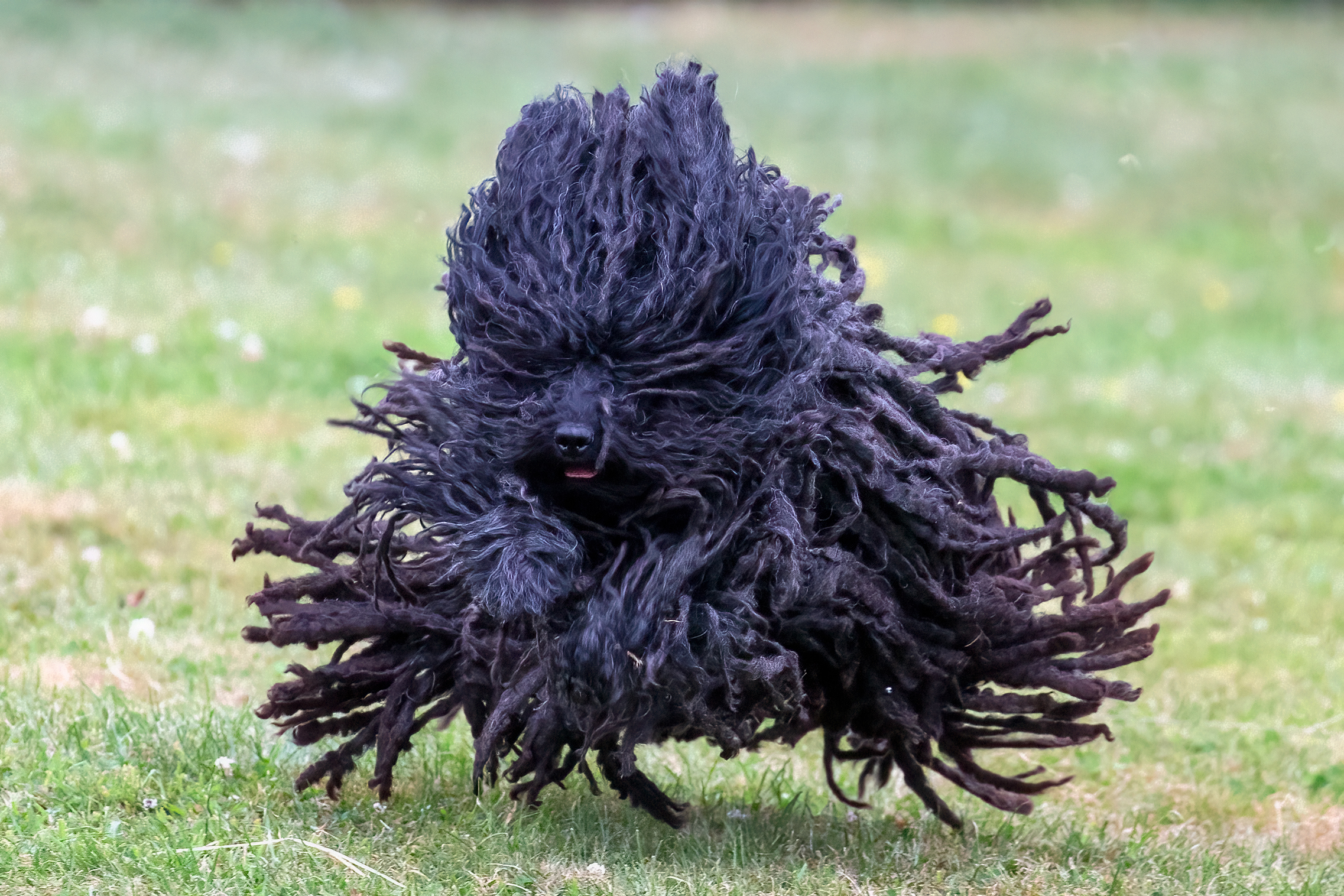 Puli Dog Breed Information & Characteristics