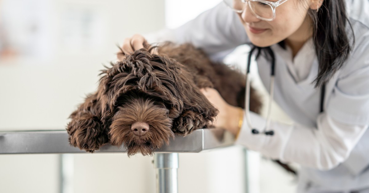 Congenital Stationary Night Blindness in Dogs: Symptoms, Causes ...