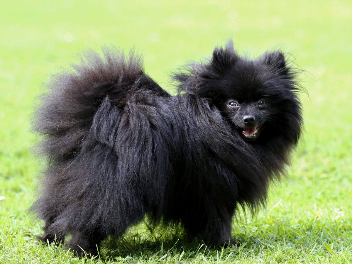 German Spitz Dog Breed Information & Characteristics