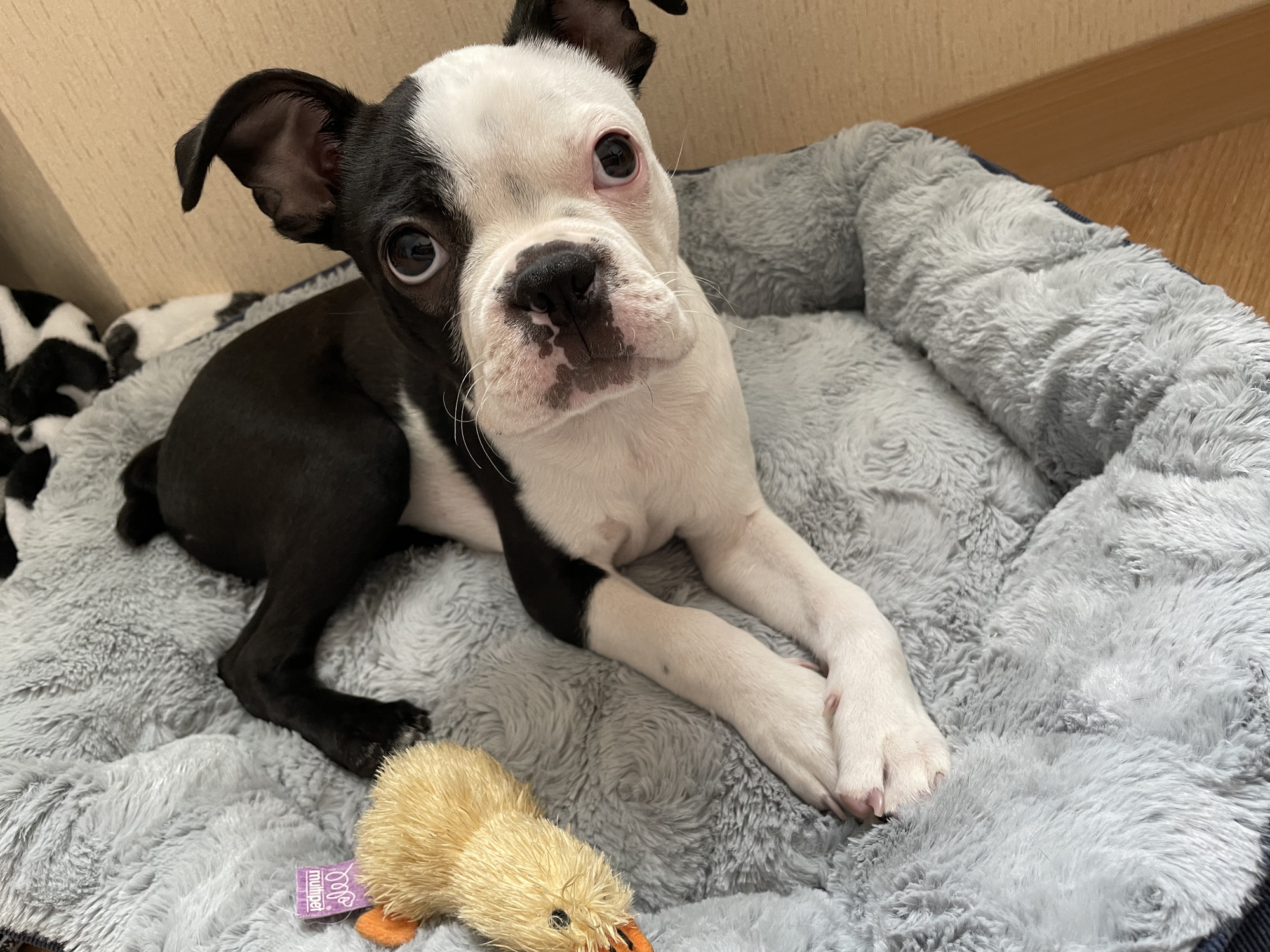 Boston Terrier Dog Breed Information & Characteristics