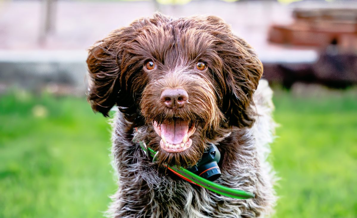Wirehaired Pointer Griffon Dog Breed Information & Characteristics