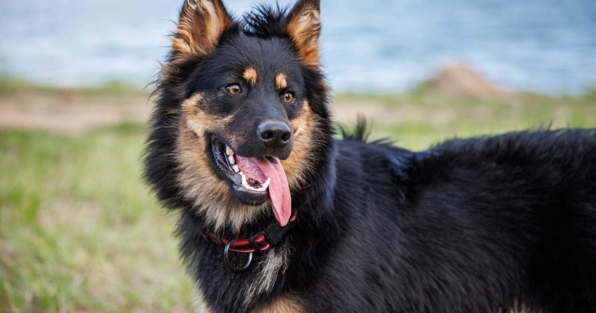 Bohemian Shepherd Dog Breed Information & Characteristics