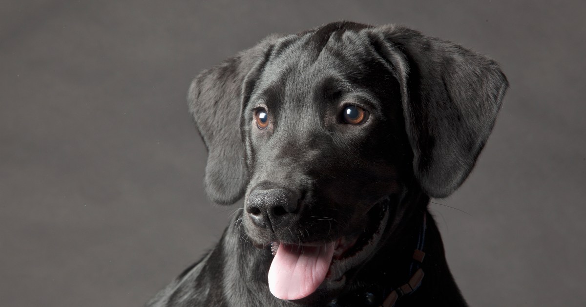 Black Lab Puppy Hired by Rhode Island Police Department