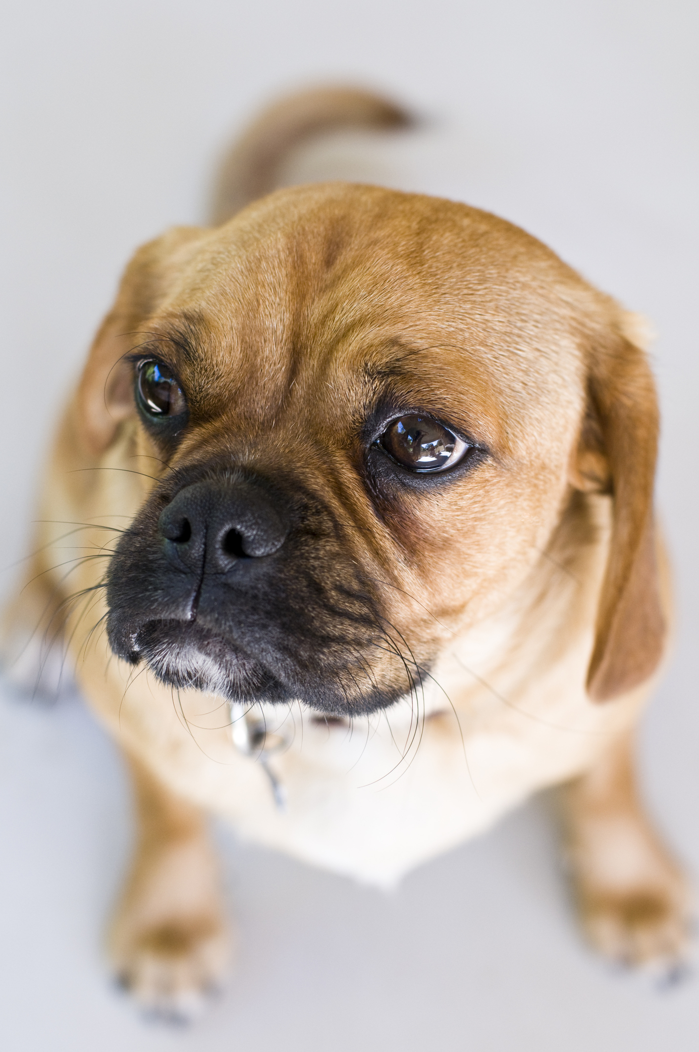 Pugalier Dog Breed Information & Characterisitics