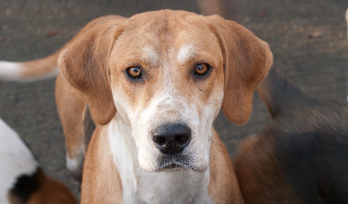 English Foxhound Dog Breed Information & Characteristics