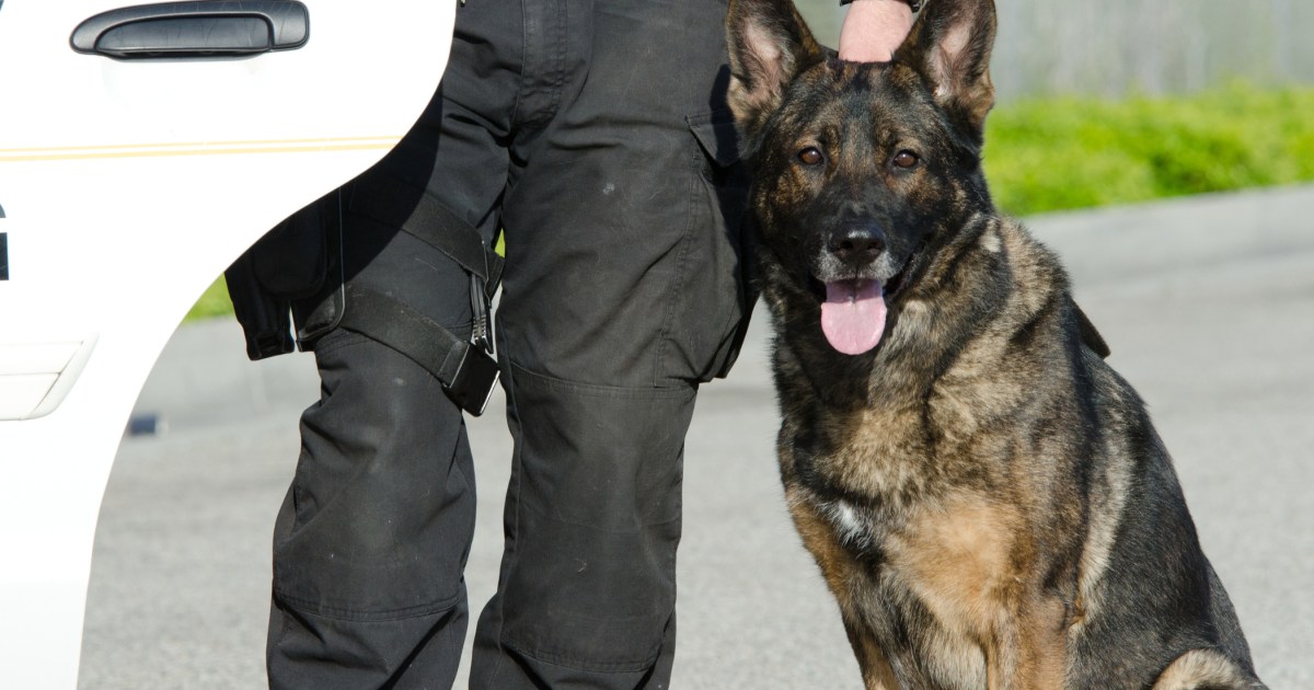 Police Dog Named Yoda Captures Fugitive Danilo Cavalcante