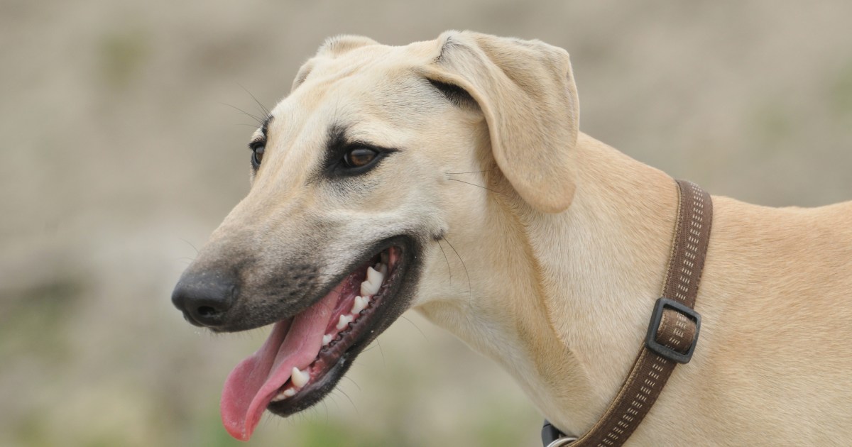 Sloughi Dog Breed Information & Characteristics