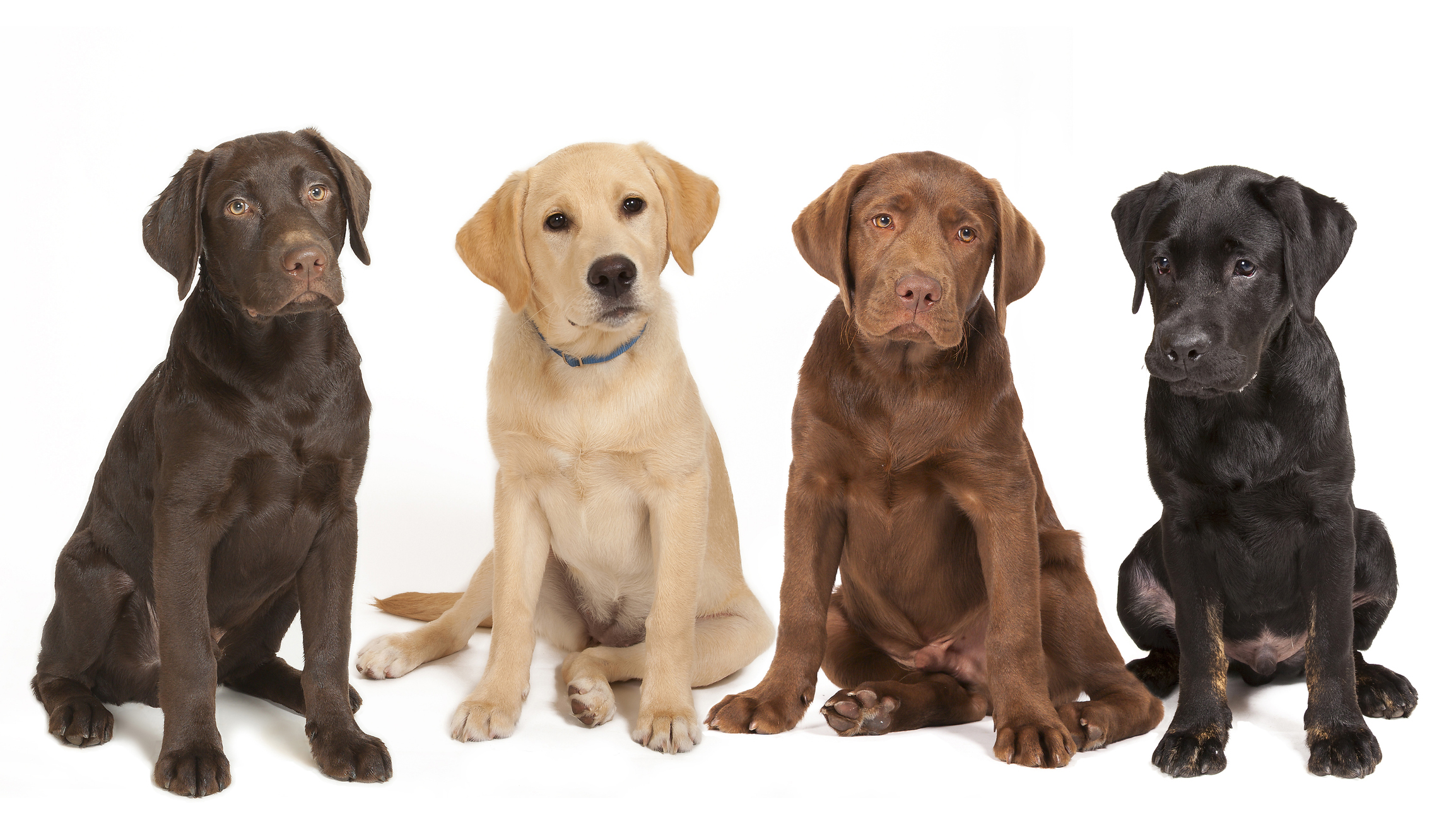 Labrador Retriever Dog Breed Information & Characteristics