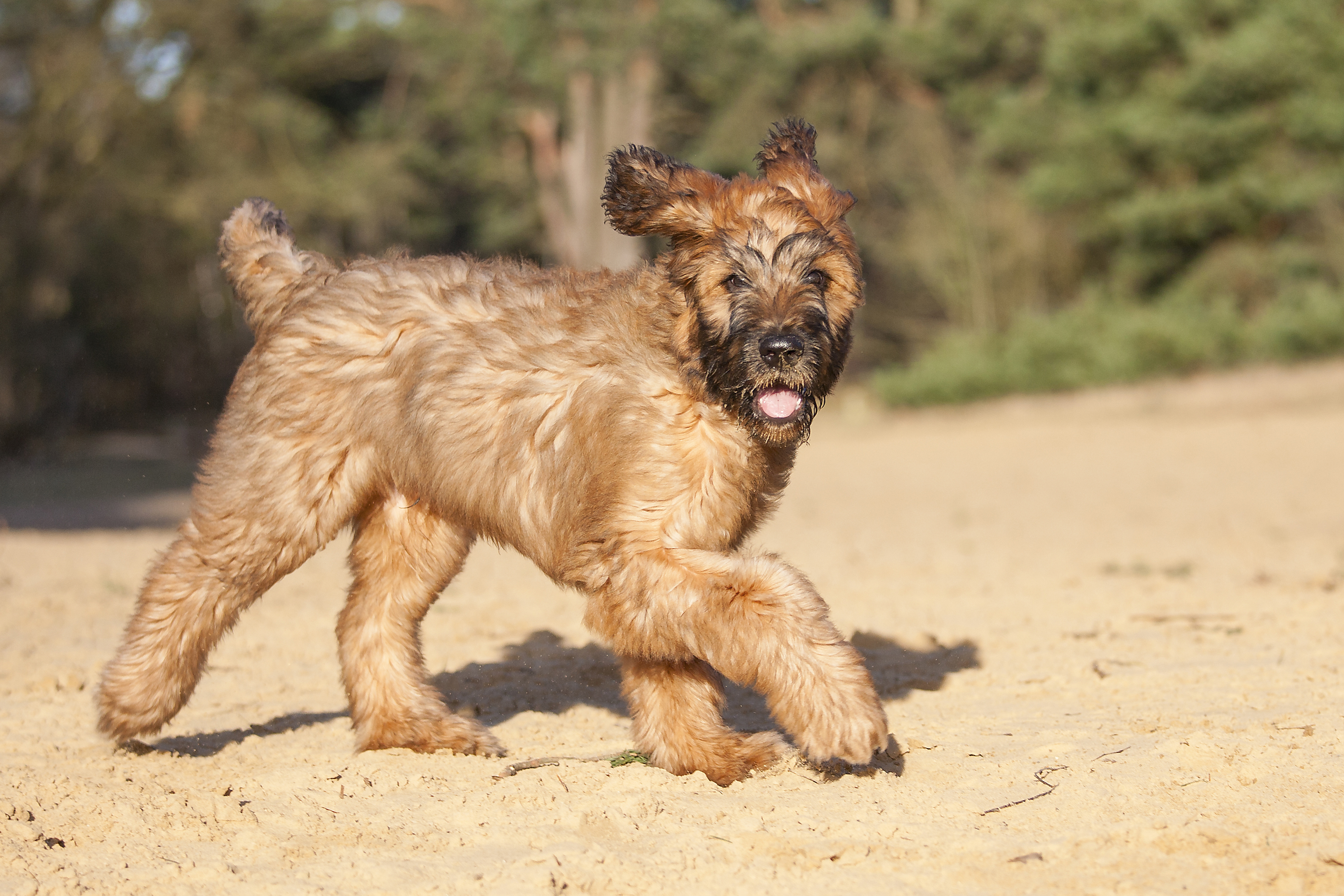 Briard Dog Breed Information & Characteristics