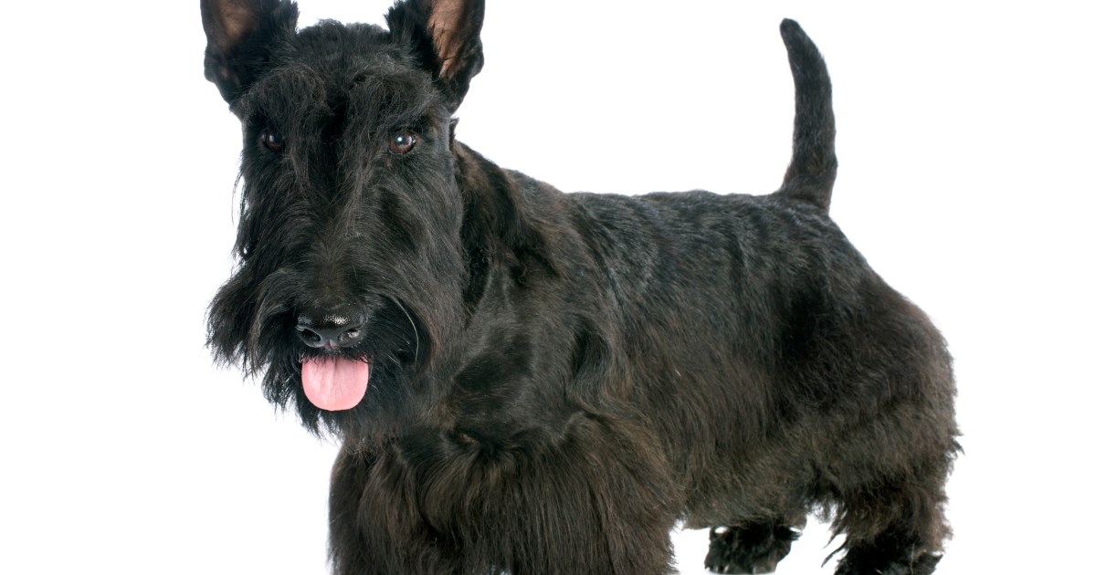 Scottish Terrier Dog Breed Information & Characteristics