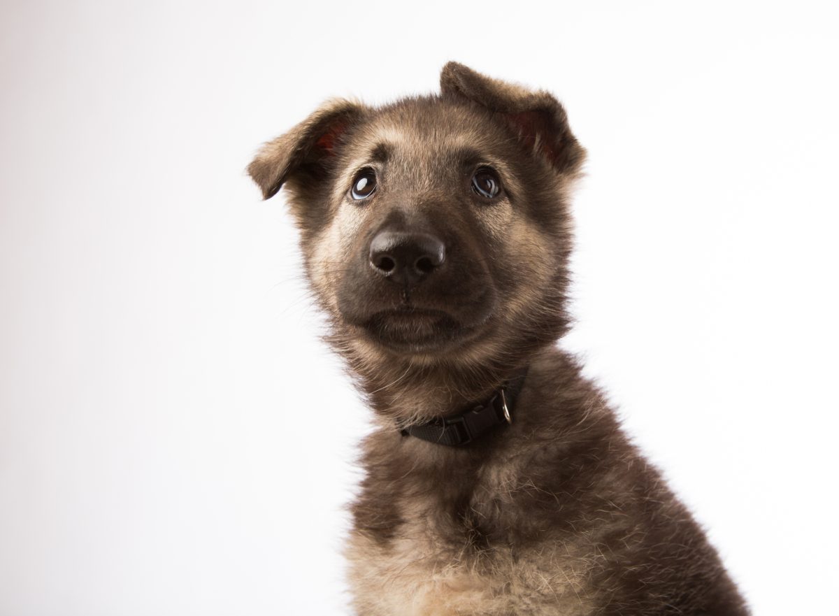 Shiloh Shepherd Dog Breed Information & Characteristics