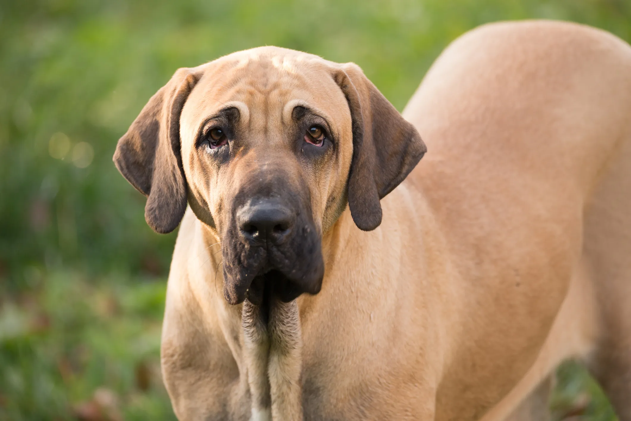 Fila Brasileiro Dog Breed Information & Characteristics