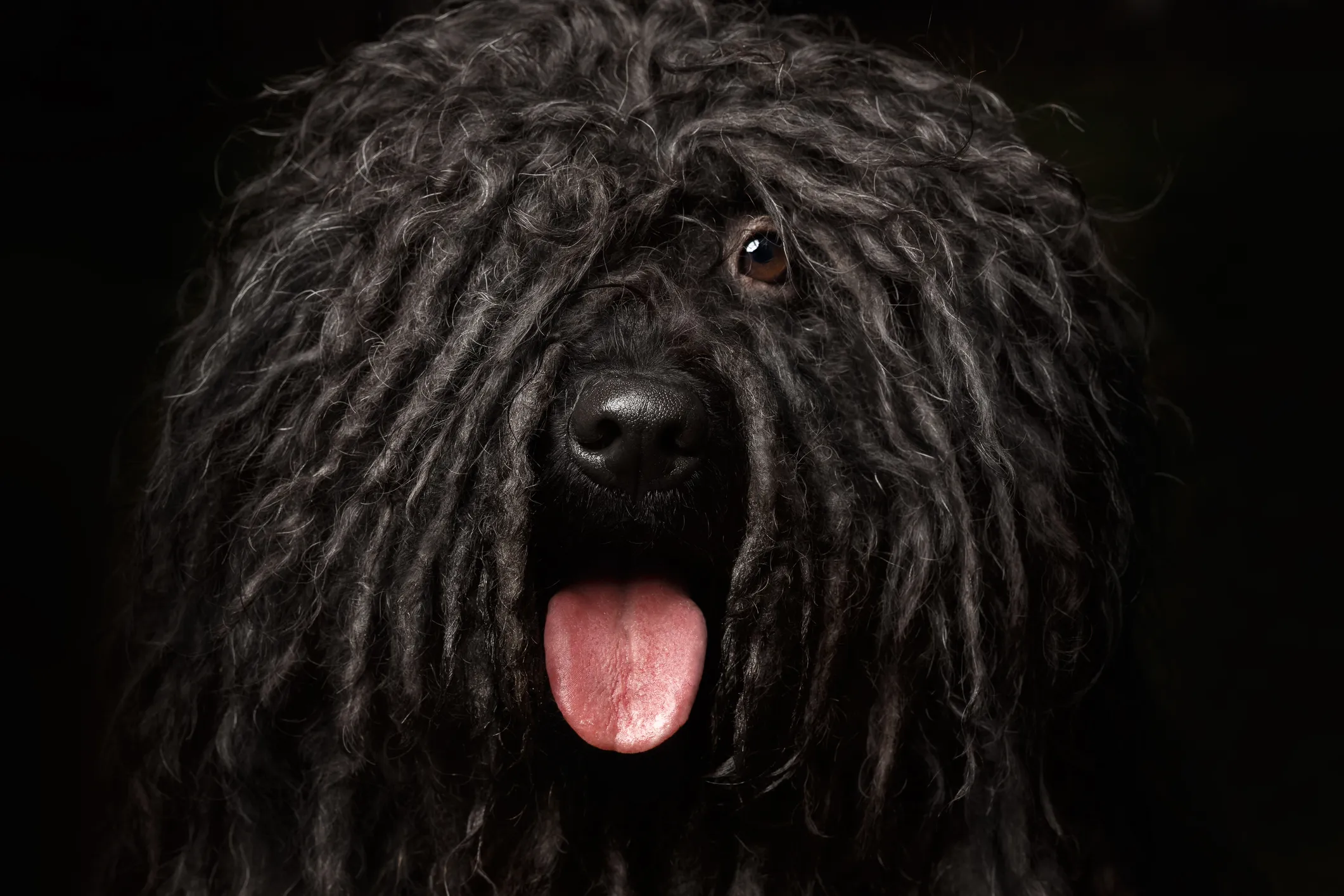 Puli Dog Breed Information & Characteristics