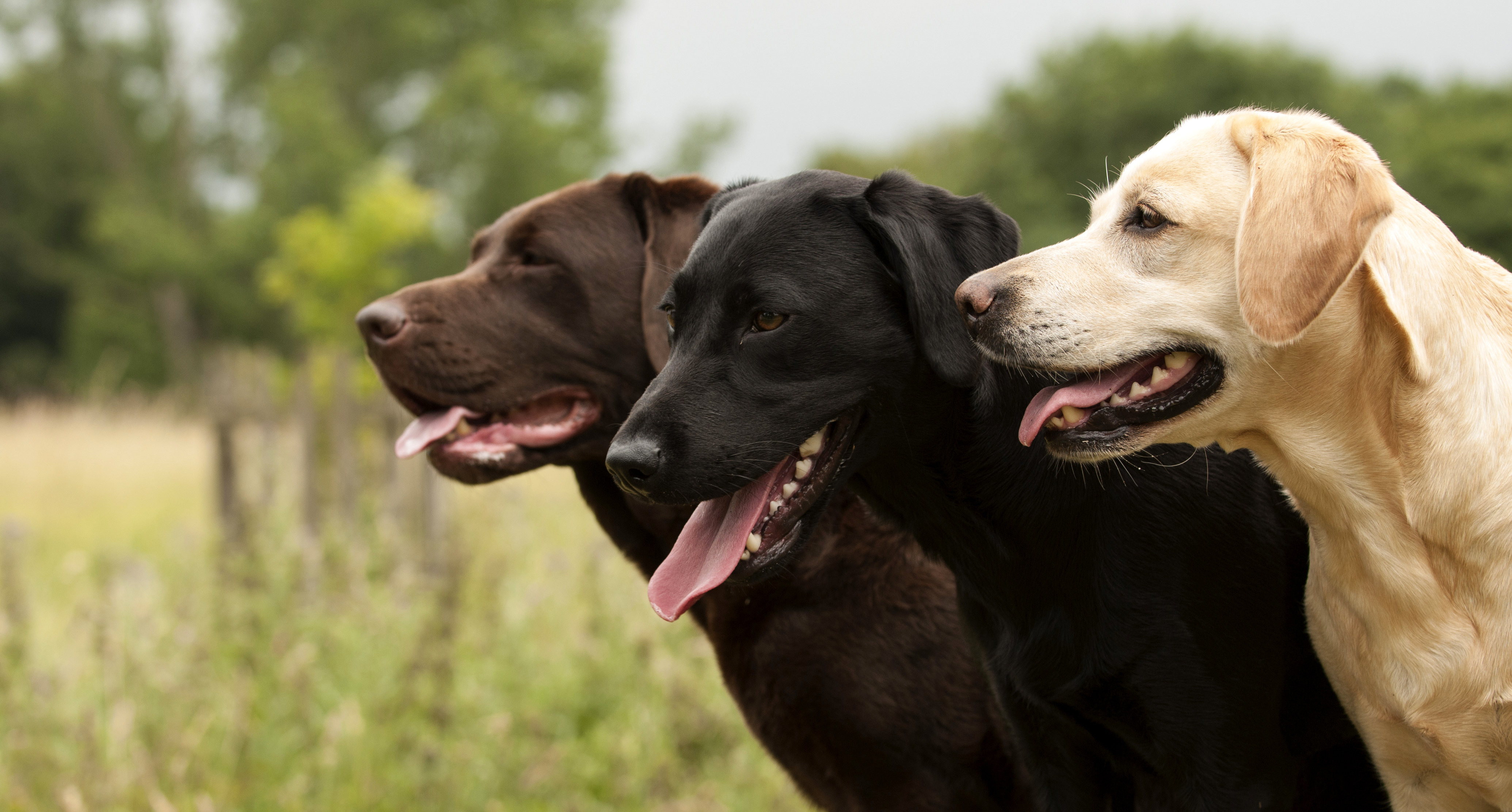 Labrador Retriever Dog Breed Information & Characteristics