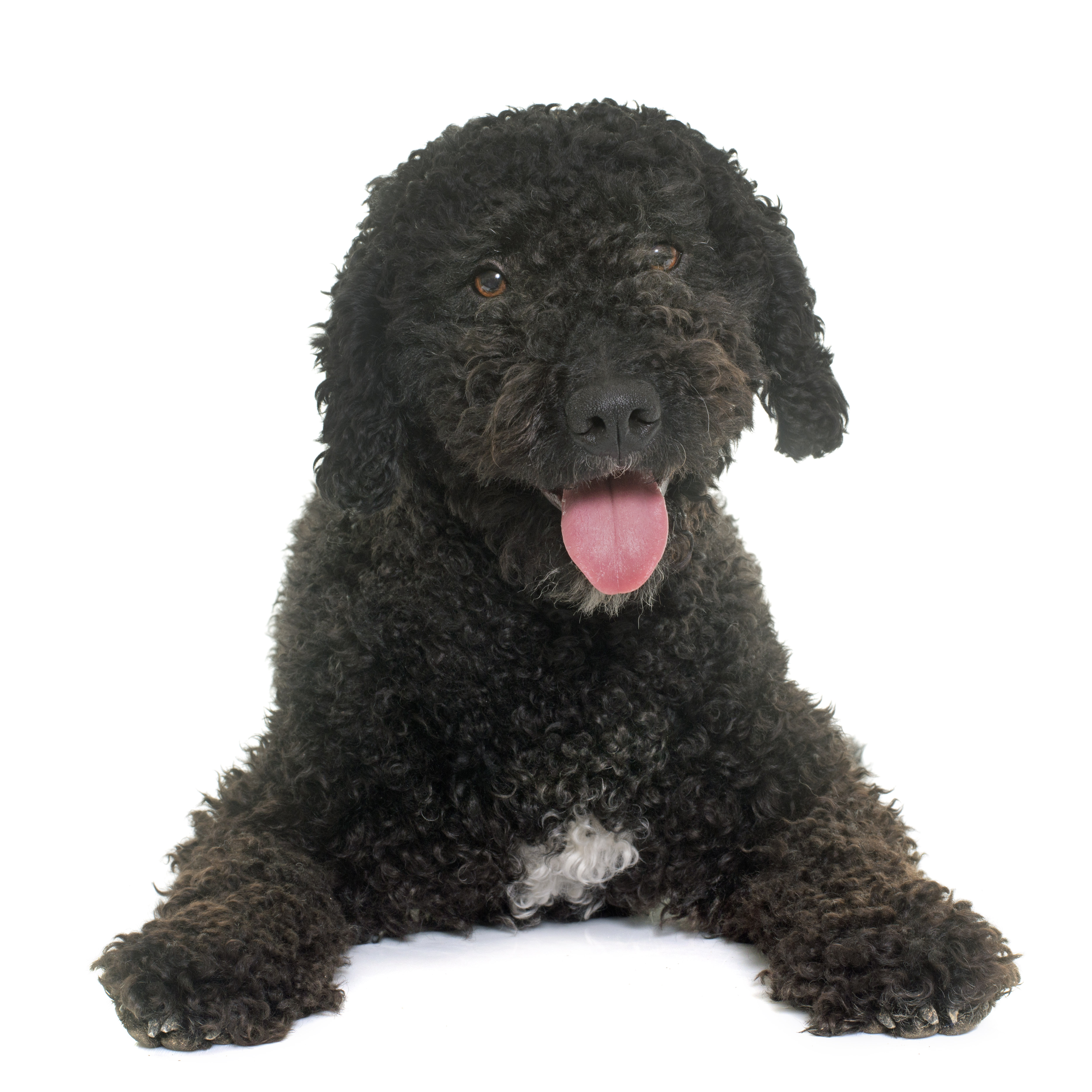 Spanish Water Dog Breed Information & Characteristics