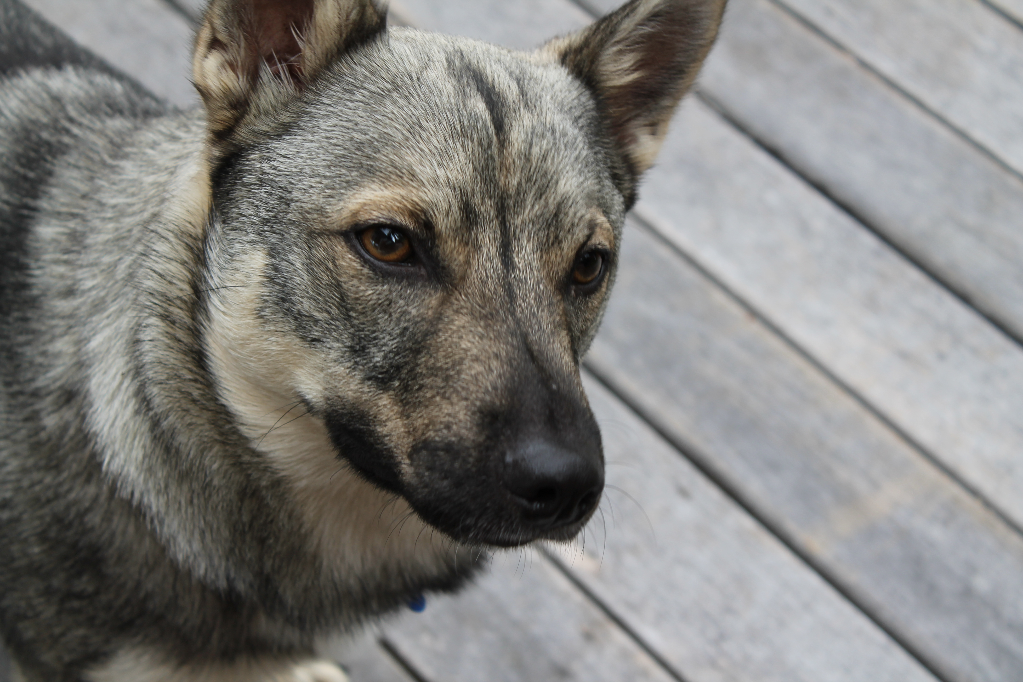 Swedish Vallhund Dog Breed Information & Characteristics
