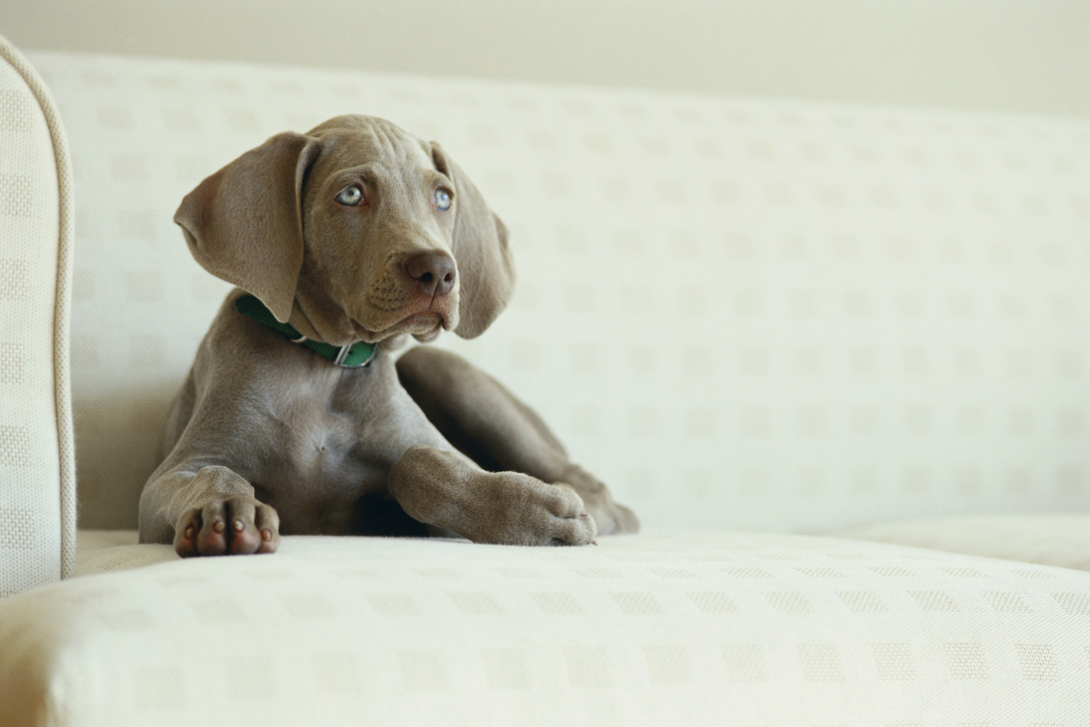 Weimaraner Dog Breed Information & Characteristics