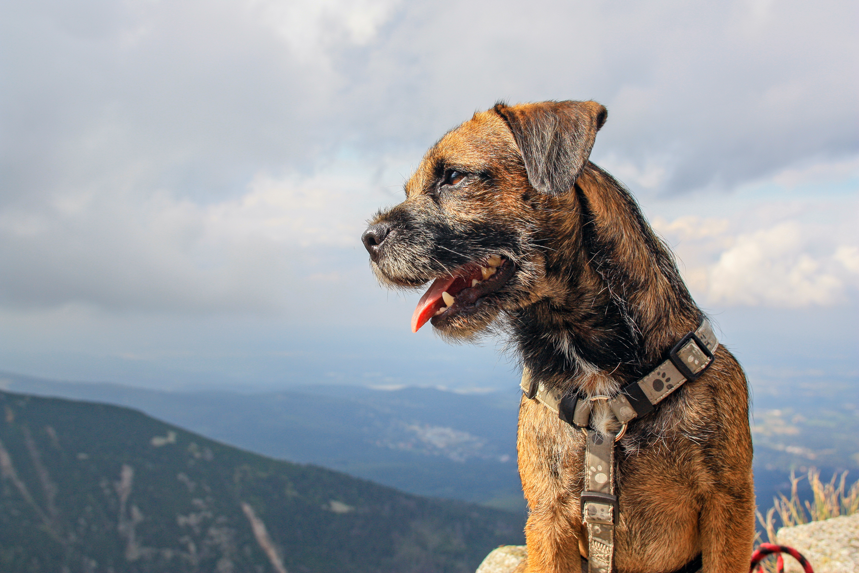 Small Dogs Who Are the Healthiest