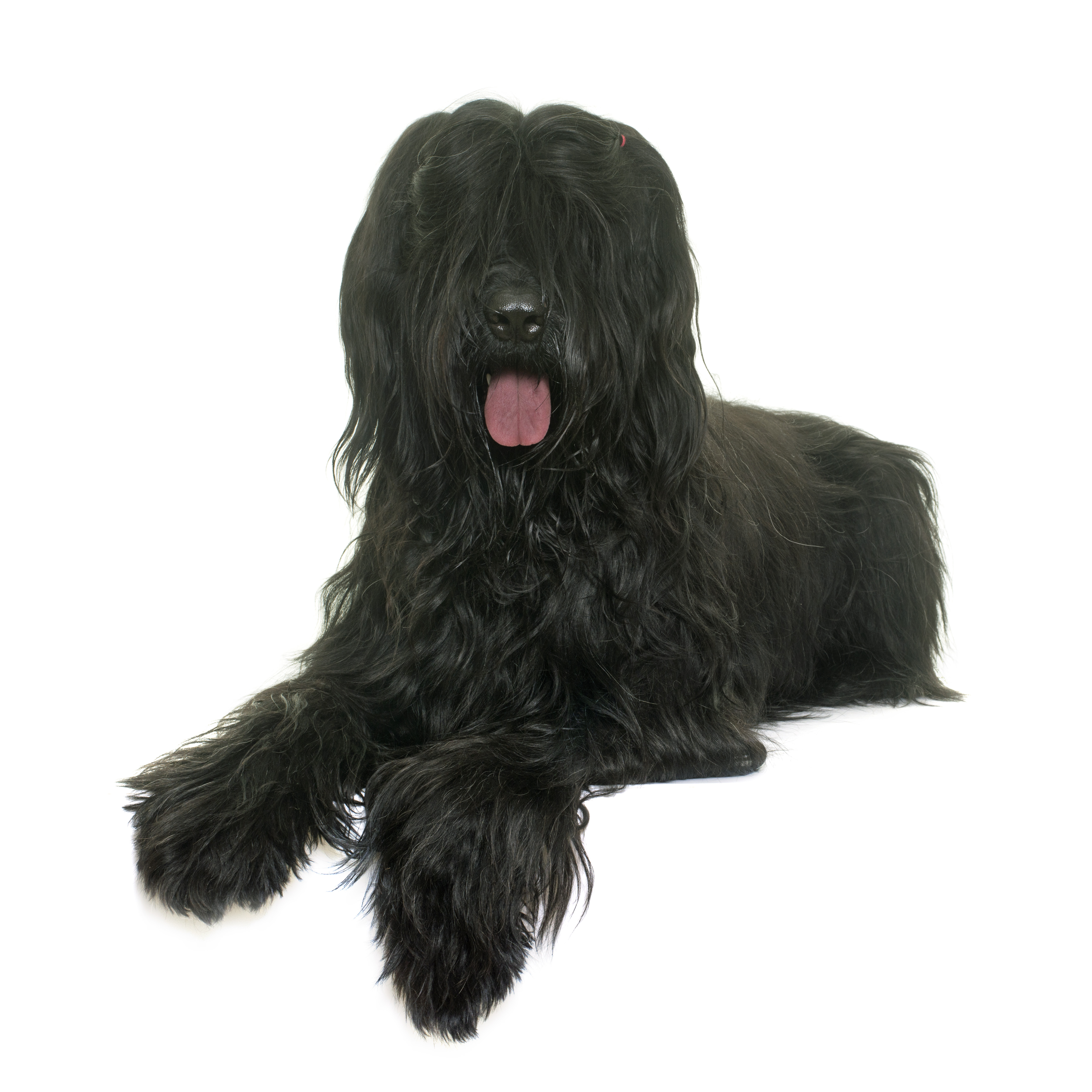 Briard Dog Breed Information & Characteristics