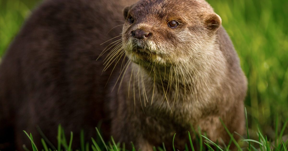 Rabid Otter Bites Dog in Florida