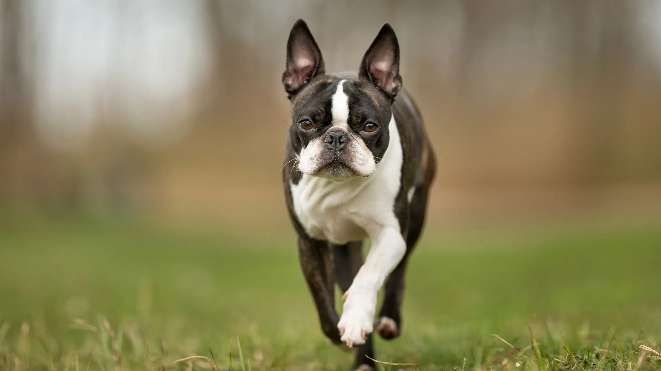 Boston Terrier Dog Breed Information & Characteristics