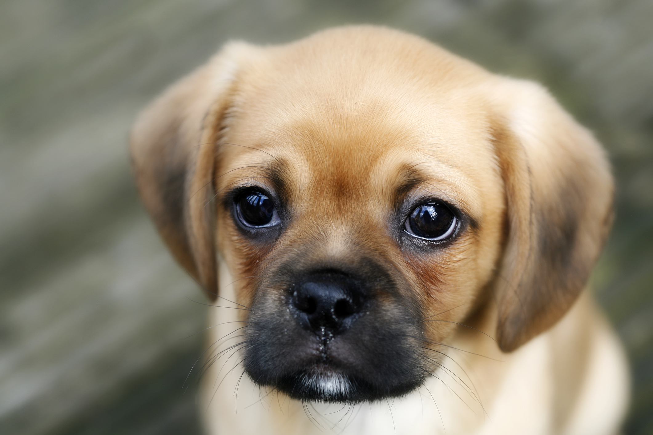 Pugalier Dog Breed Information & Characterisitics