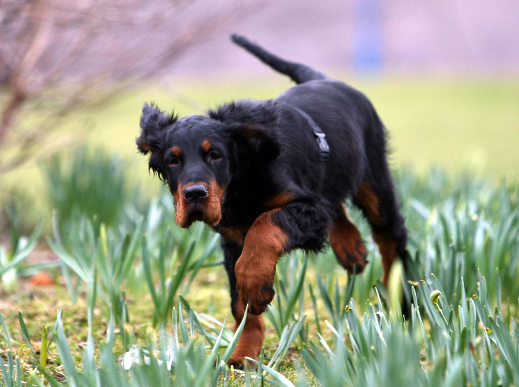 Gordon Setter Dog Breed Information & Characteristics