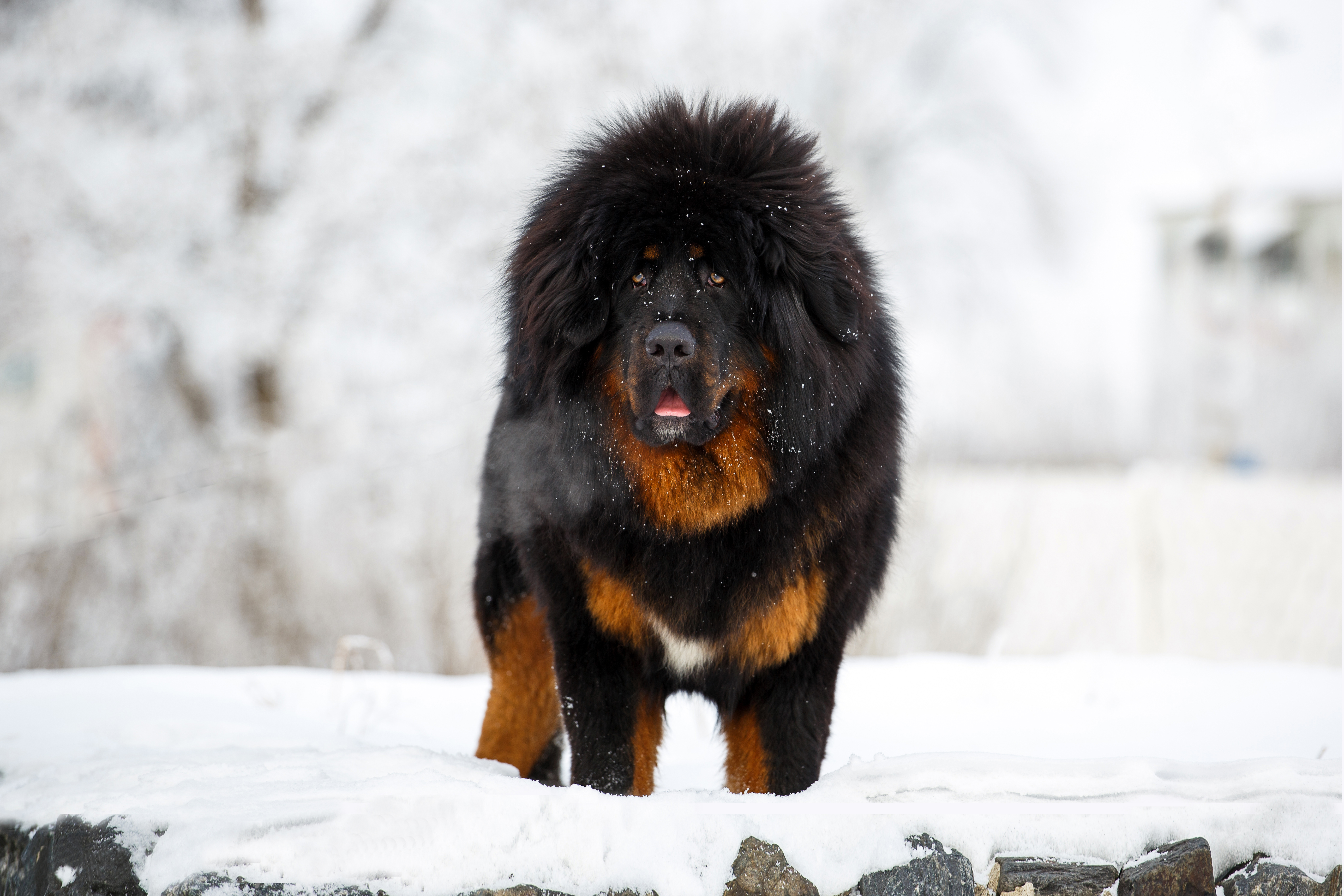 Tibetan Mastiff Dog Breed Information & Characteristics