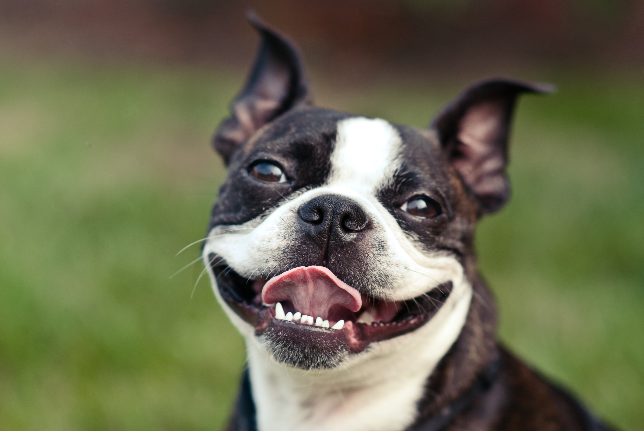 Boston Terrier Dog Breed Information & Characteristics