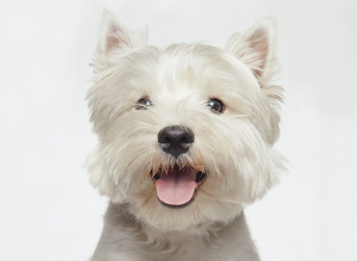 West Highland White Terrier Dog Breed Information