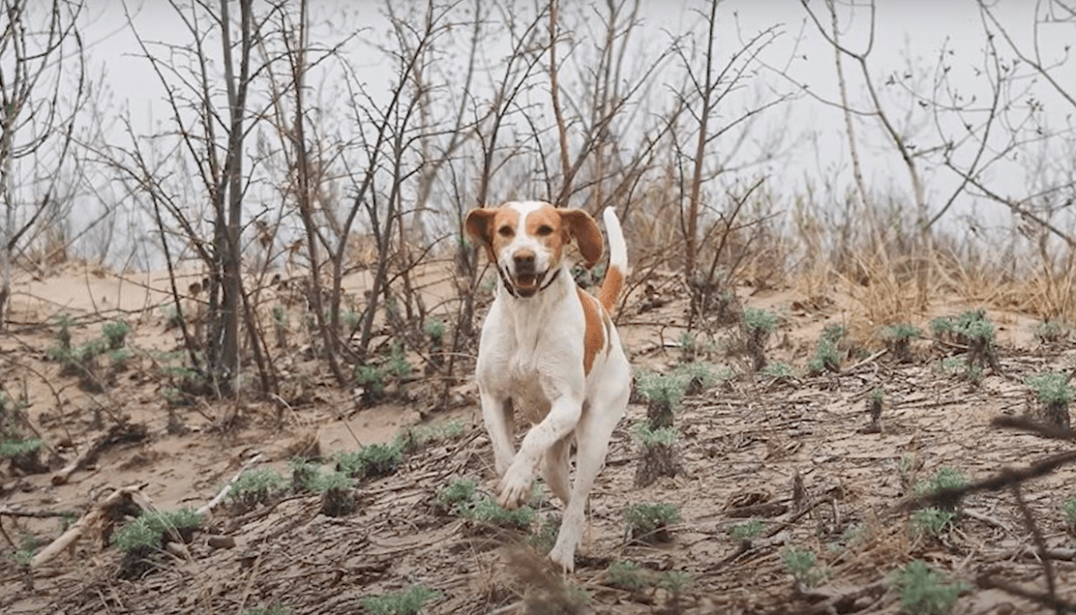 English Foxhound Dog Breed Information & Characteristics