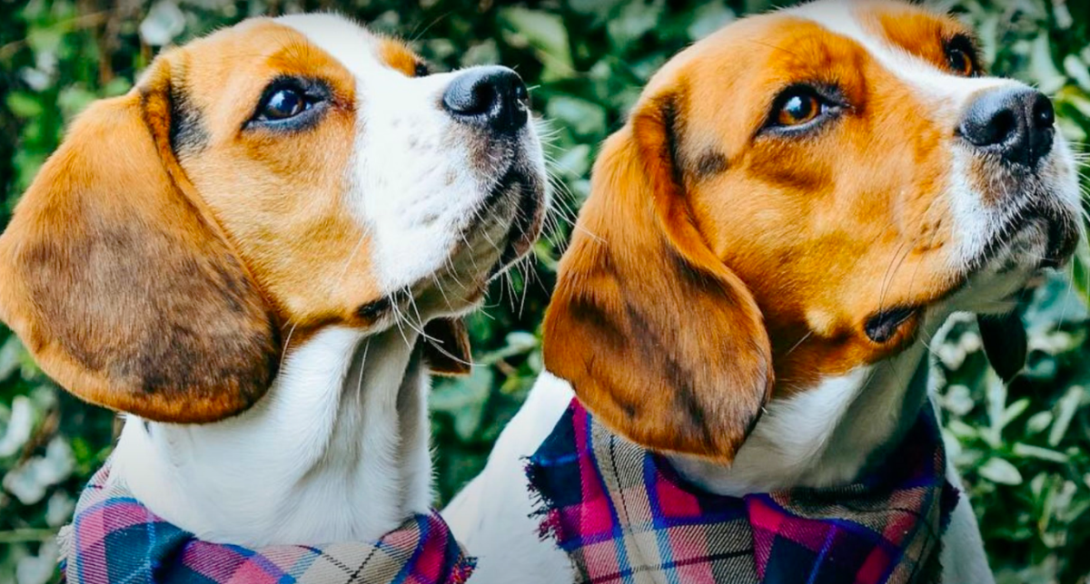 Beaglier Dog Breed Information & Characteristics