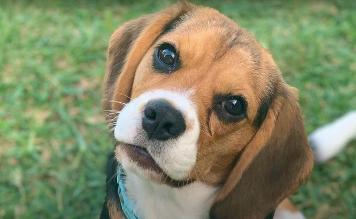 Beaglier Dog Breed Information & Characteristics
