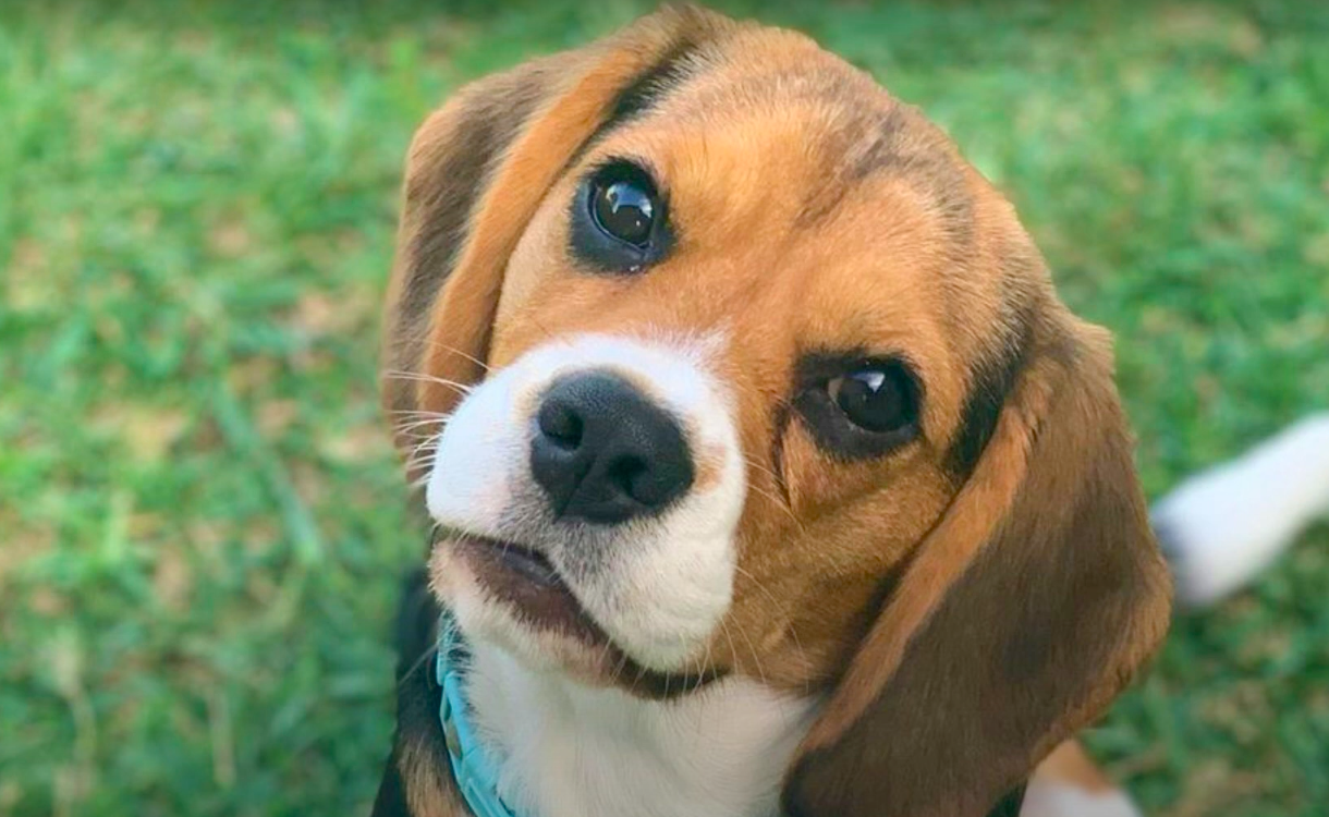 Beaglier Dog Breed Information & Characteristics