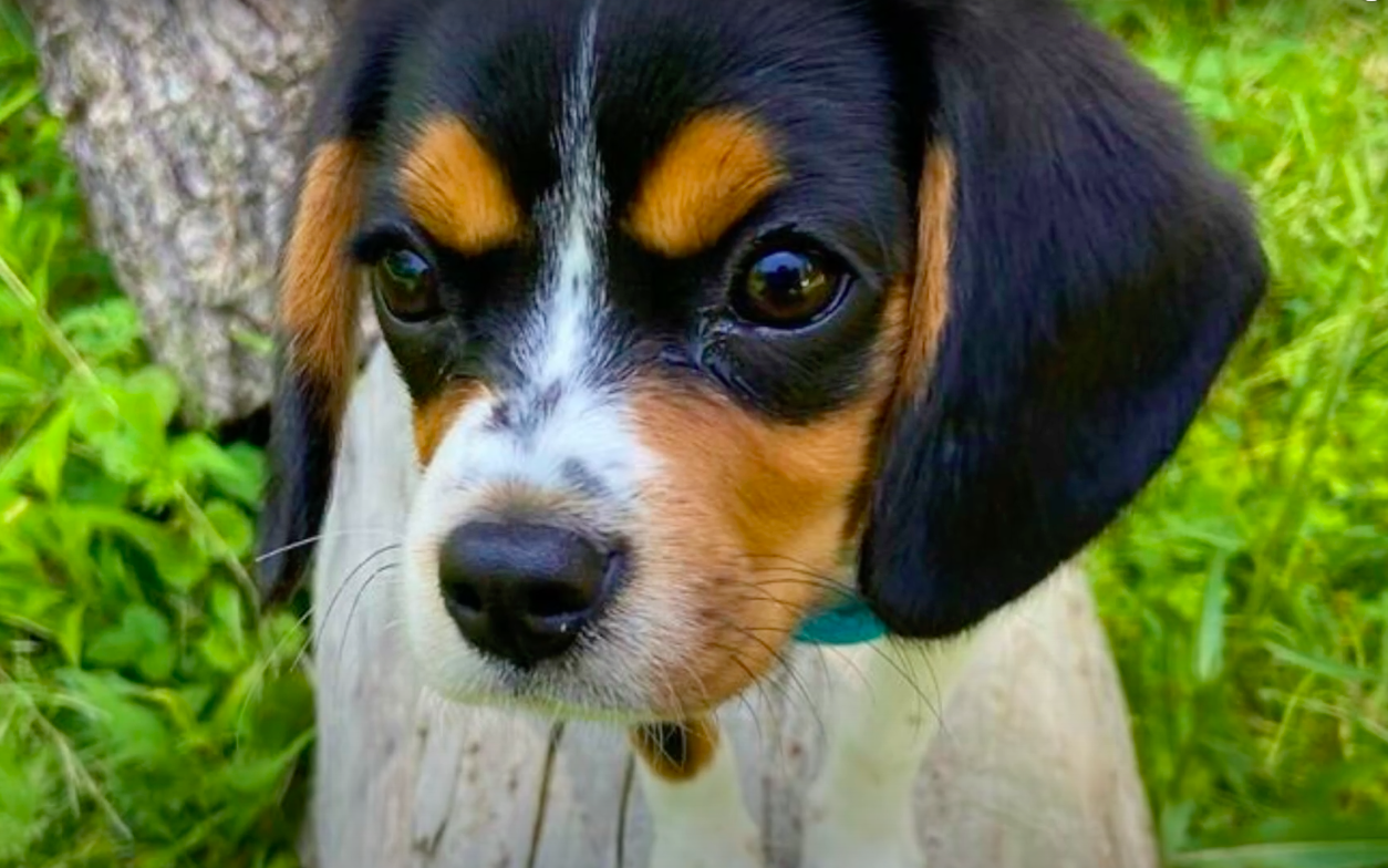 Beaglier Dog Breed Information & Characteristics