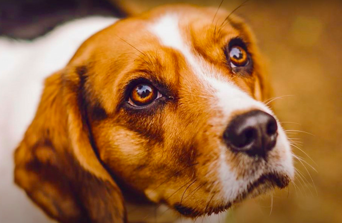 Beaglier Dog Breed Information & Characteristics