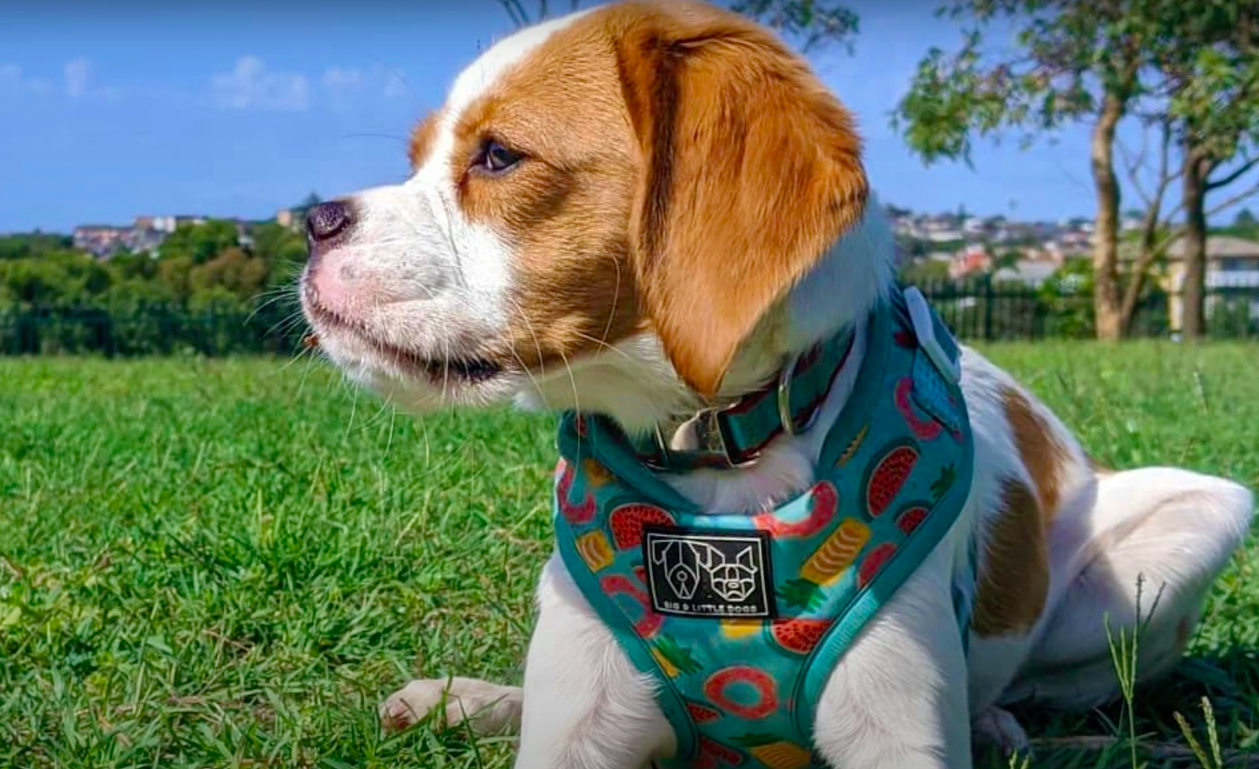 Beaglier Dog Breed Information & Characteristics