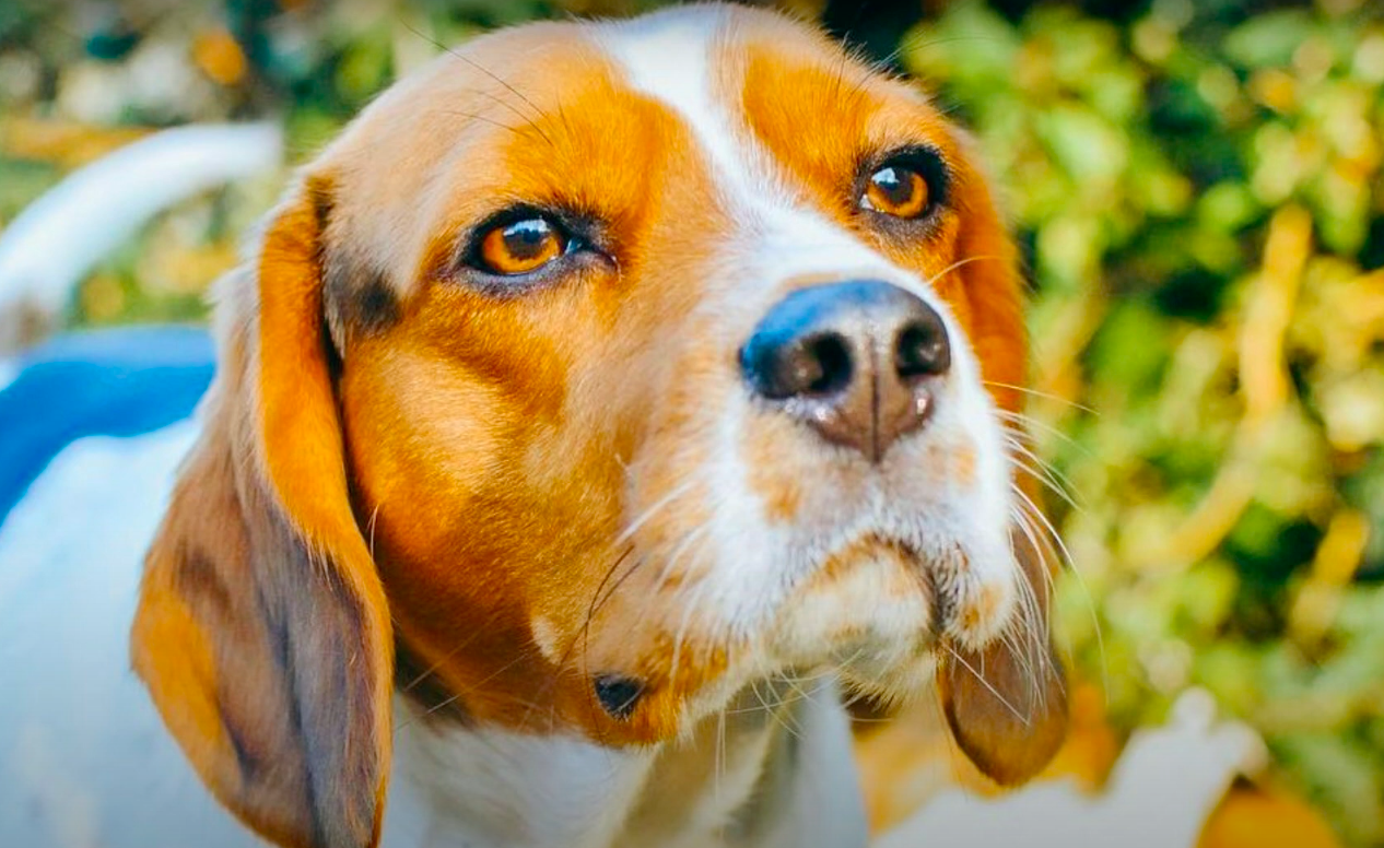 Beaglier Dog Breed Information & Characteristics