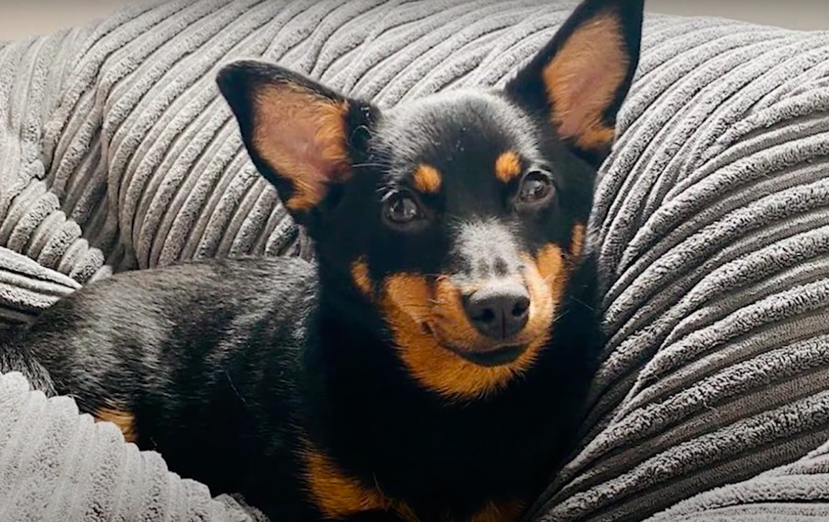 Lancashire Heeler Dog Breed Information & Characteristics